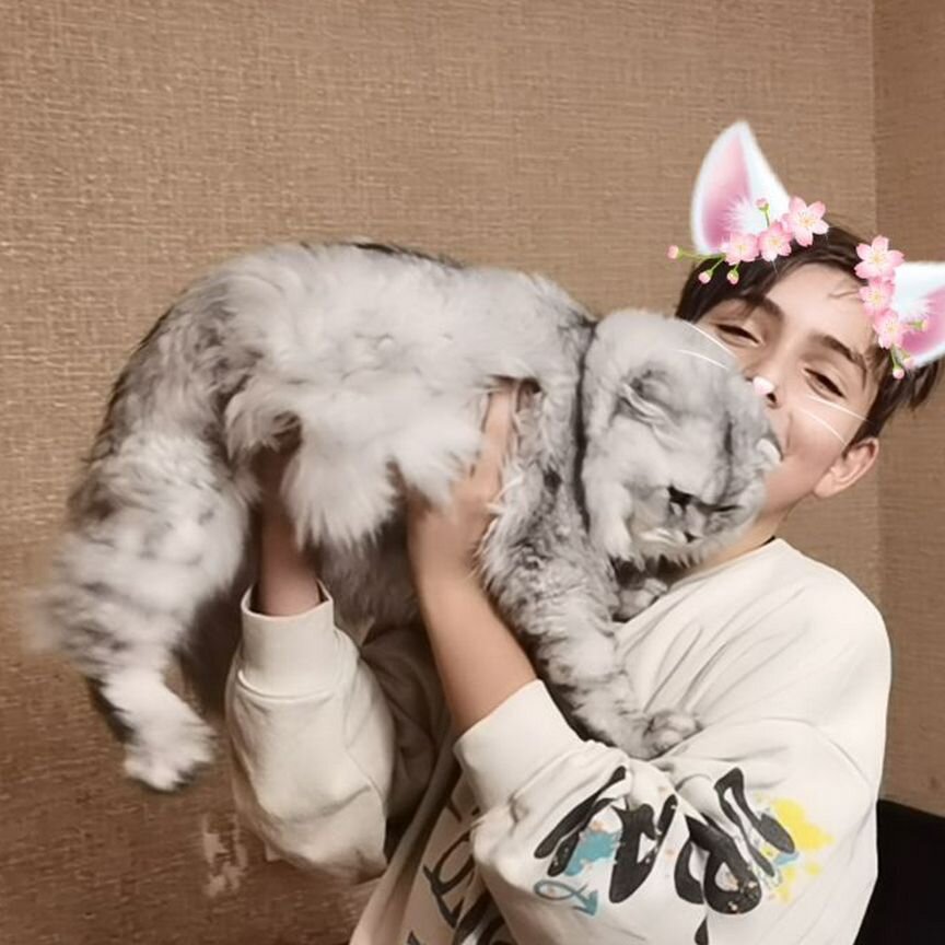 Кот на вязку шотландец вислоухий