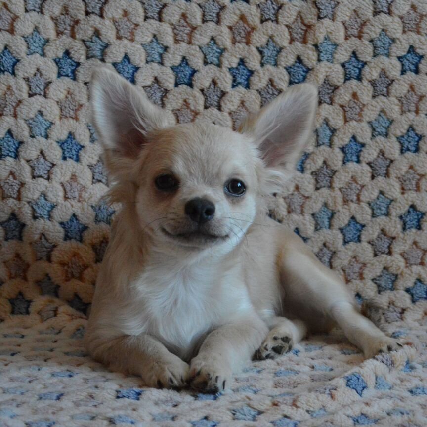 Чихуахуа, щенок