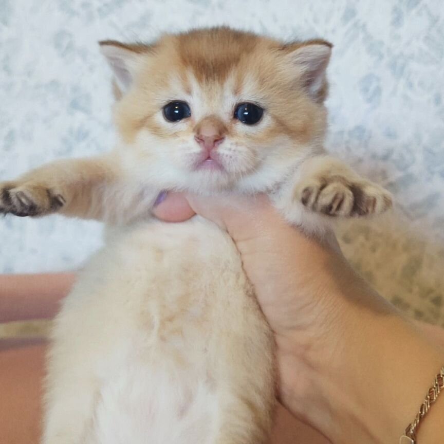 Котята золотая шиншилла