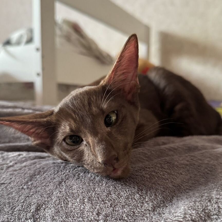 Ориентальный котёнок