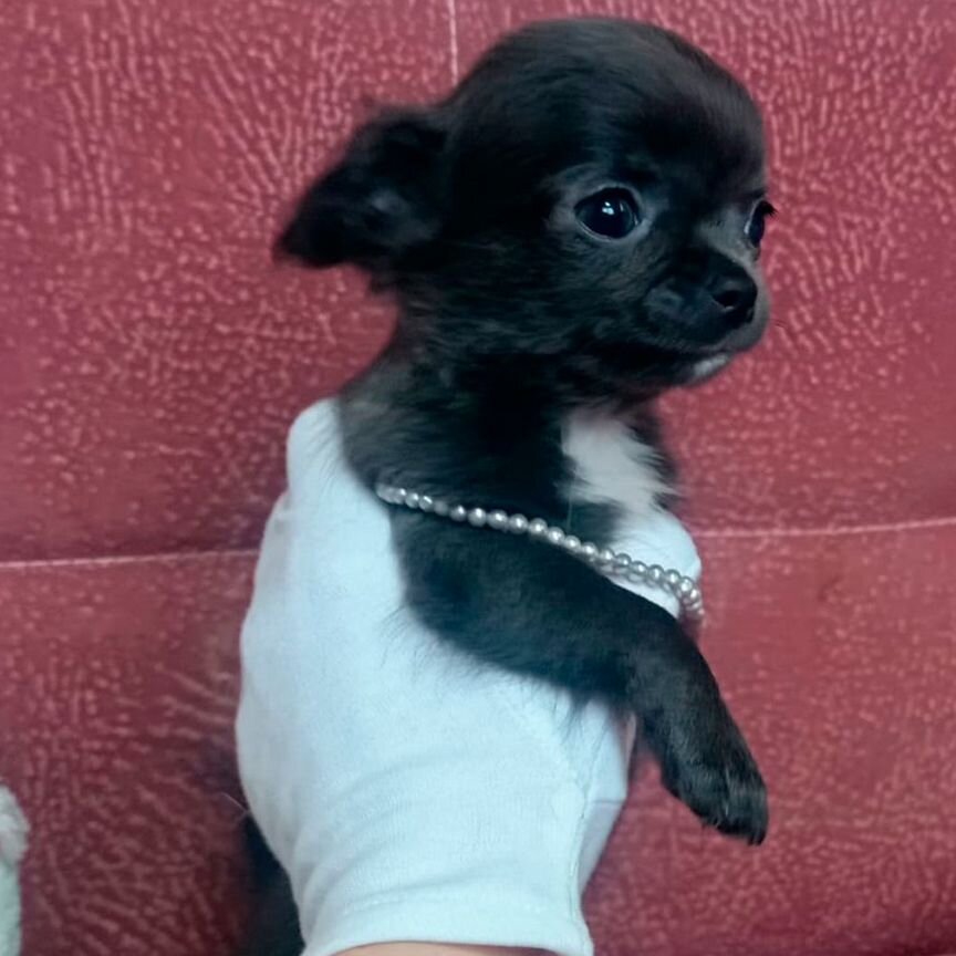 Чихуахуа щенок девочка