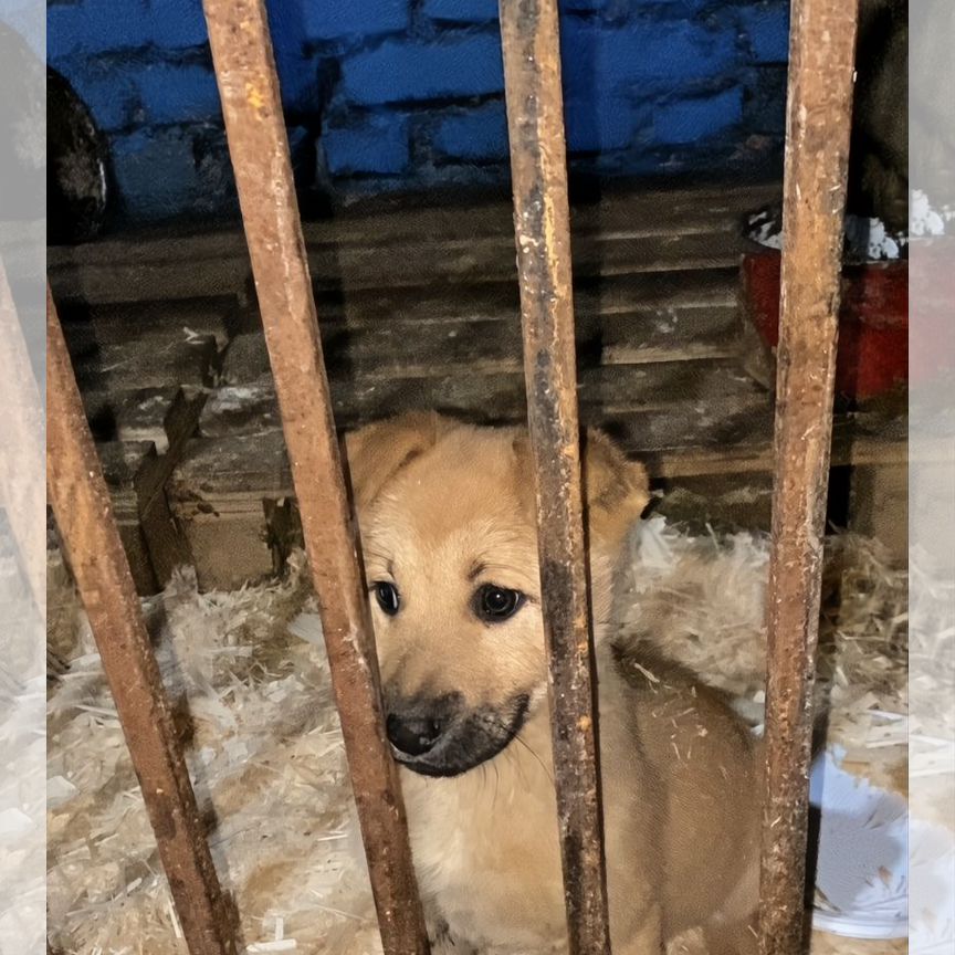 Щенок в добрые руки