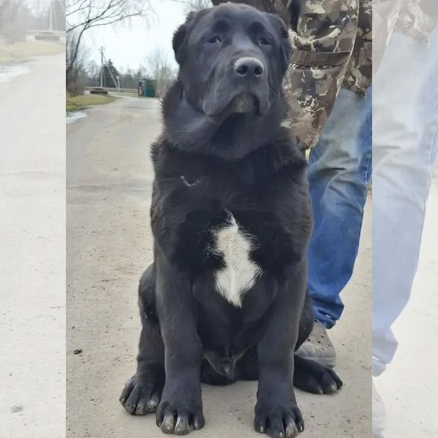 Среднеазиатская овчарка, щенок