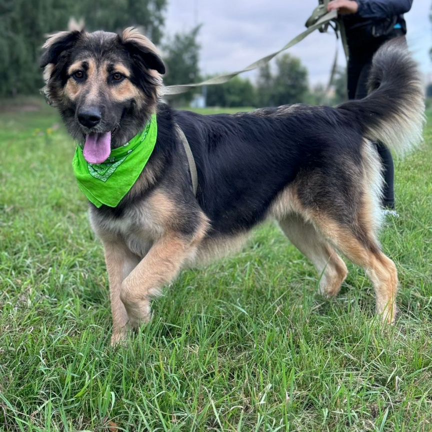 Пушистый друг ждёт вас в приюте