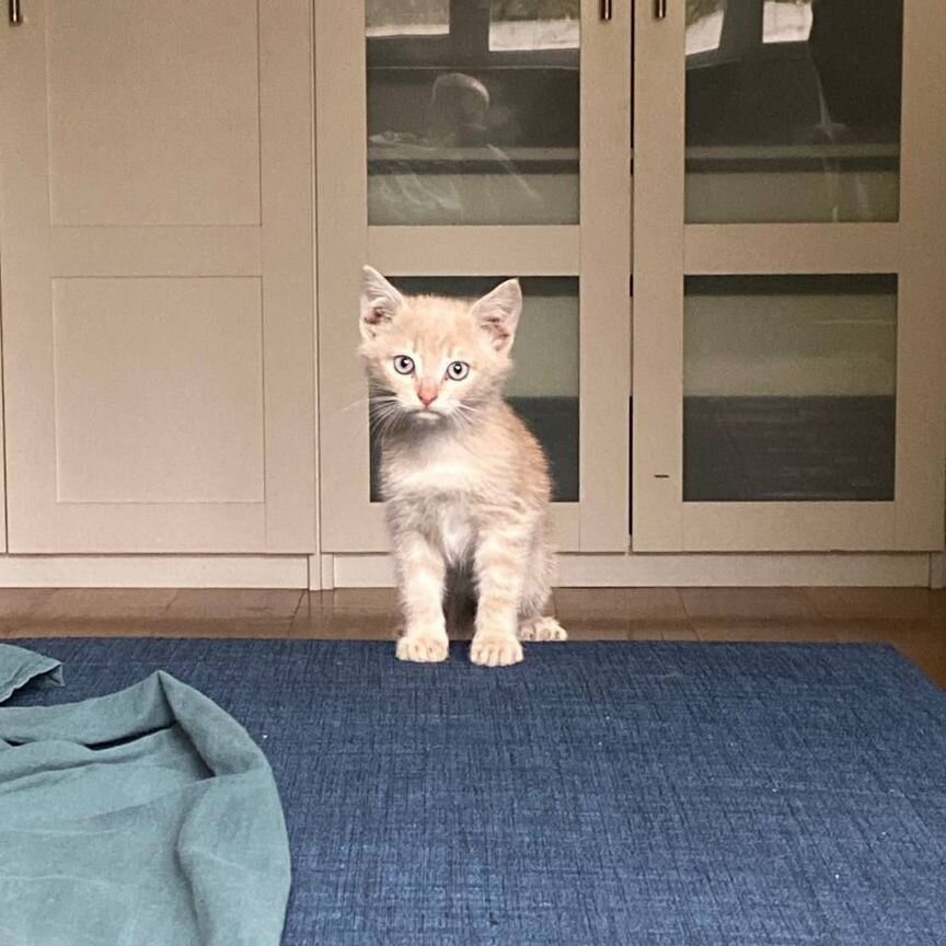 Котенок уникального окраса