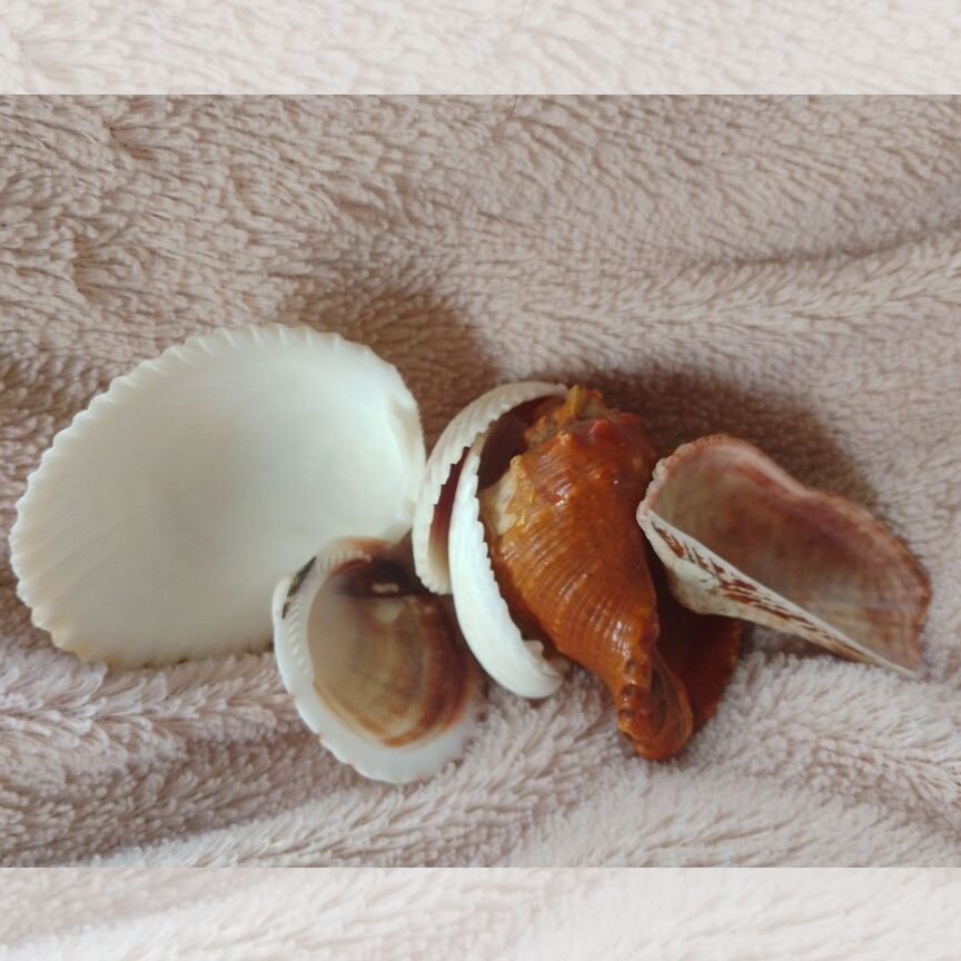 Ракушки морские