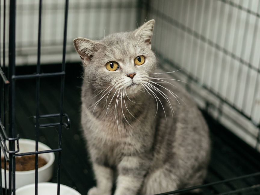 Кошка Черри ищет дом