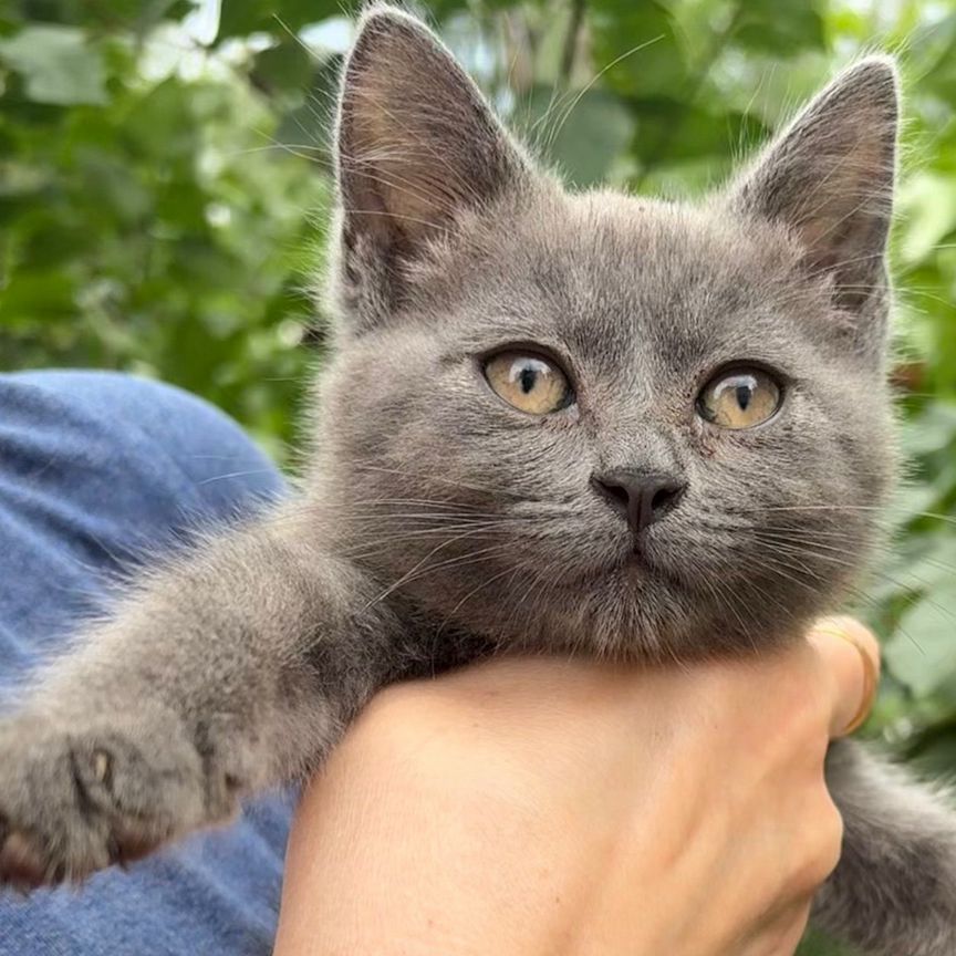 Очаровательная кошечка ищет дом