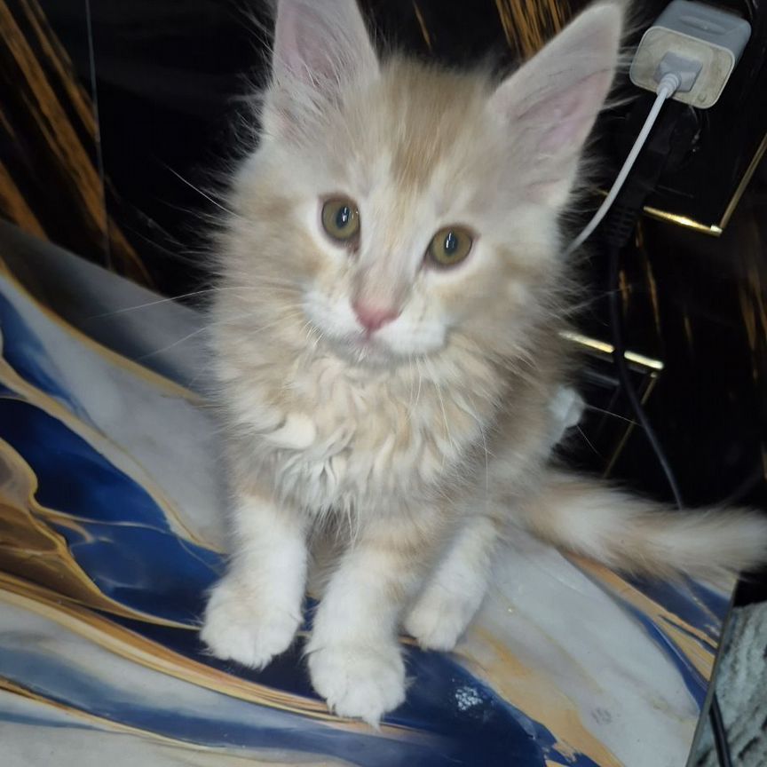 Мейн-кун котёнок