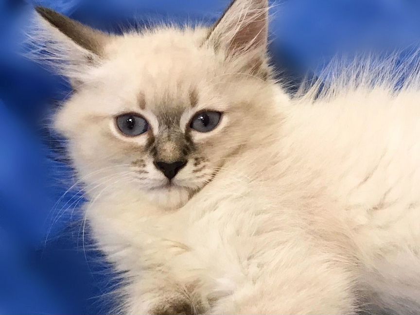 Невский маскарадный котик 9