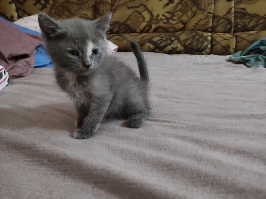 Русская голубая