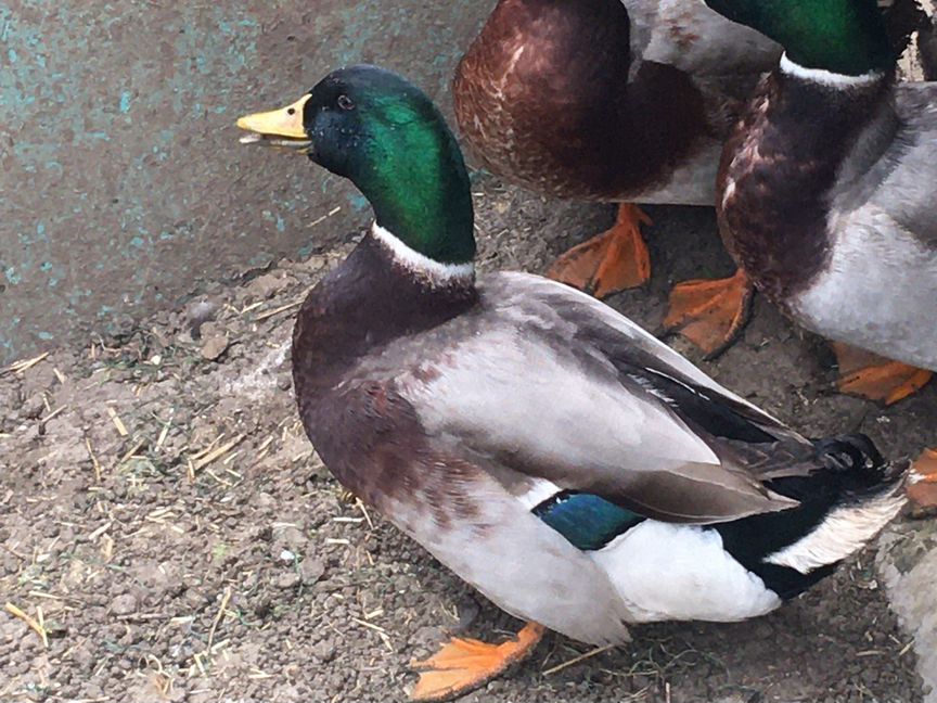 Подсадные утки дикая Кряква (селезень)