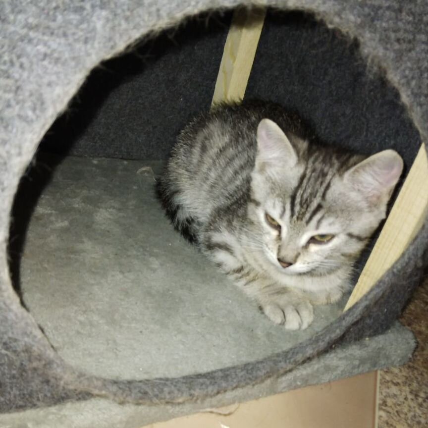 Котёнок в добрые руки