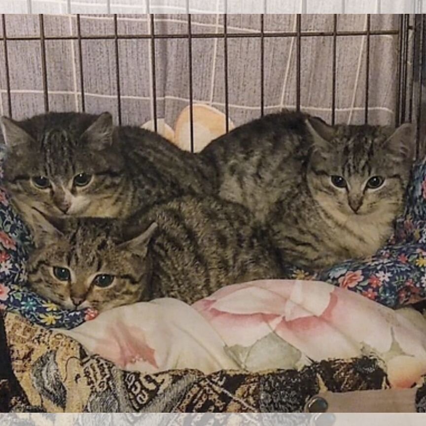 Детки в клетке