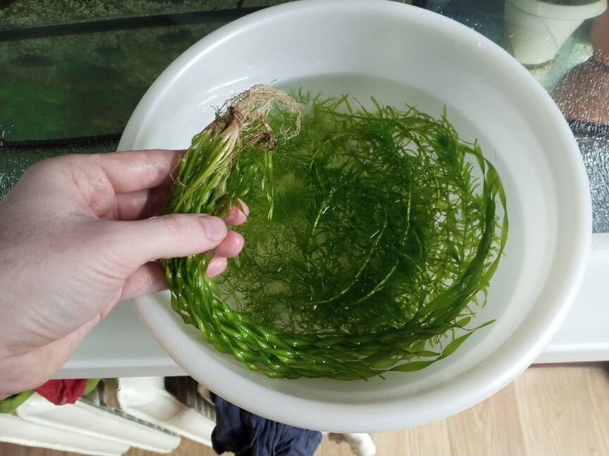 Аквариумные растения 3 вида