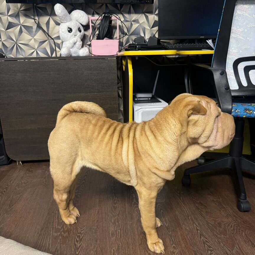 Шарпей девочка