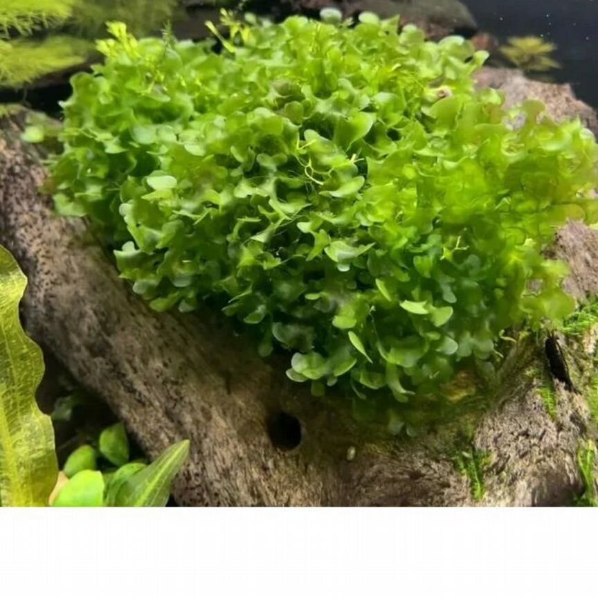 Ломариопсис для аквариума