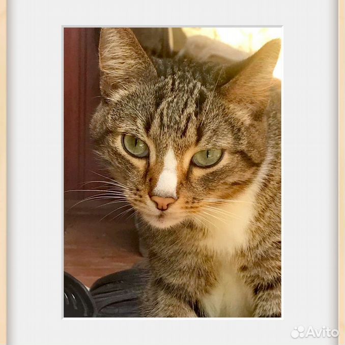 Помогите спасти Бориса " Китикет"