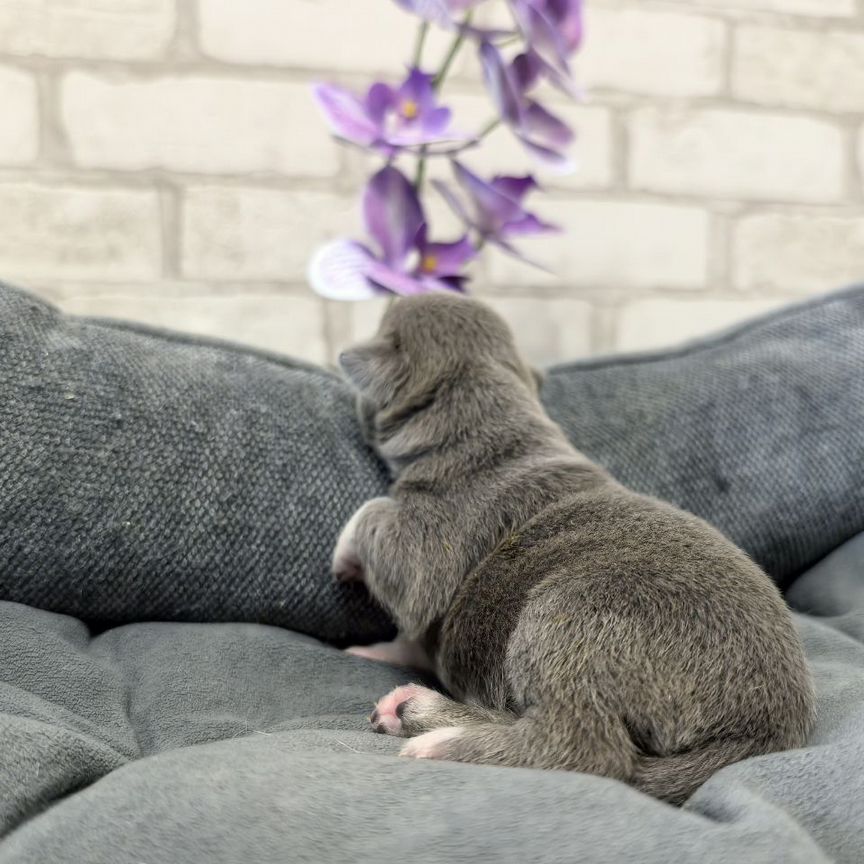 Чихуахуа, щенок