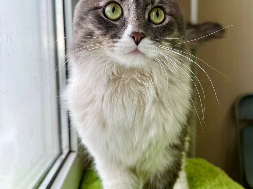 Молодой котик ищет дом