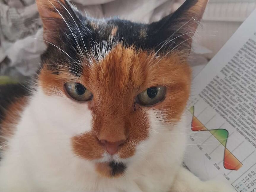 Кошка Нюся