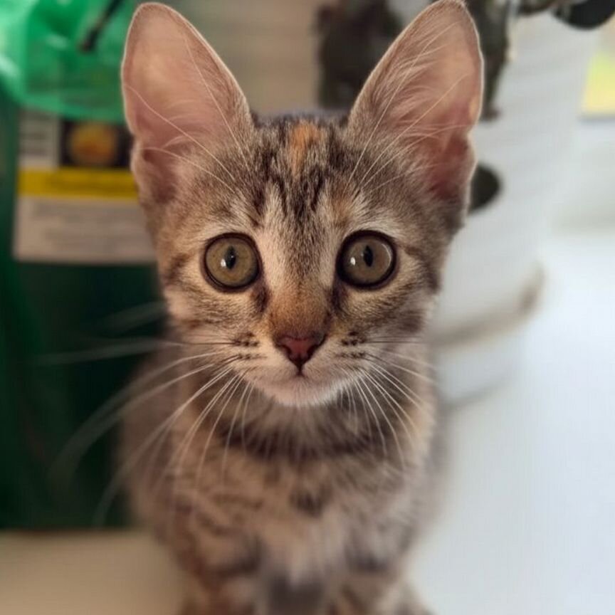 Котёнок в добрые руки