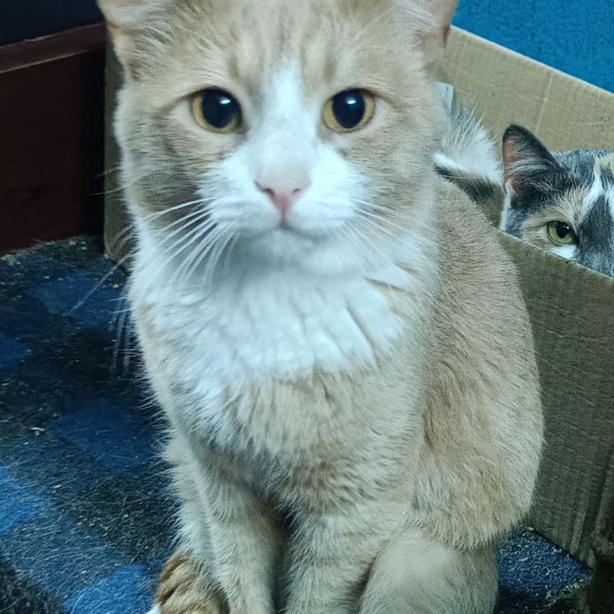 Кот Кекс отдам в дар. Доставка