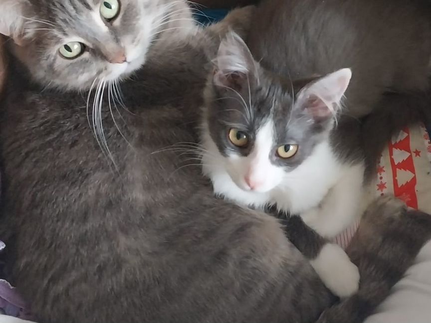 Котята в добрые руки даром