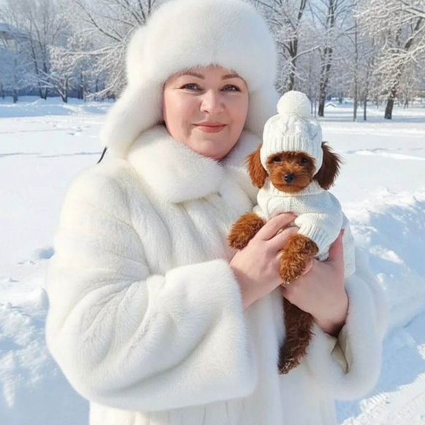 Той-пудель, щенок