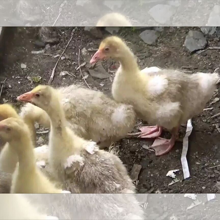 Гусь месяц