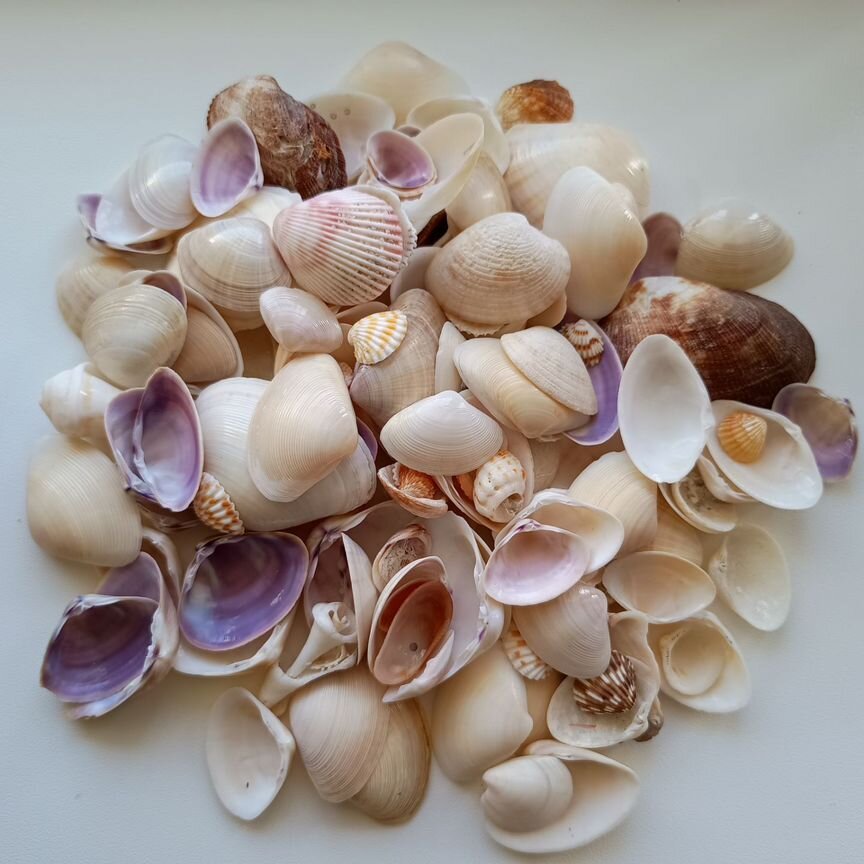 Ракушки морские мелкие