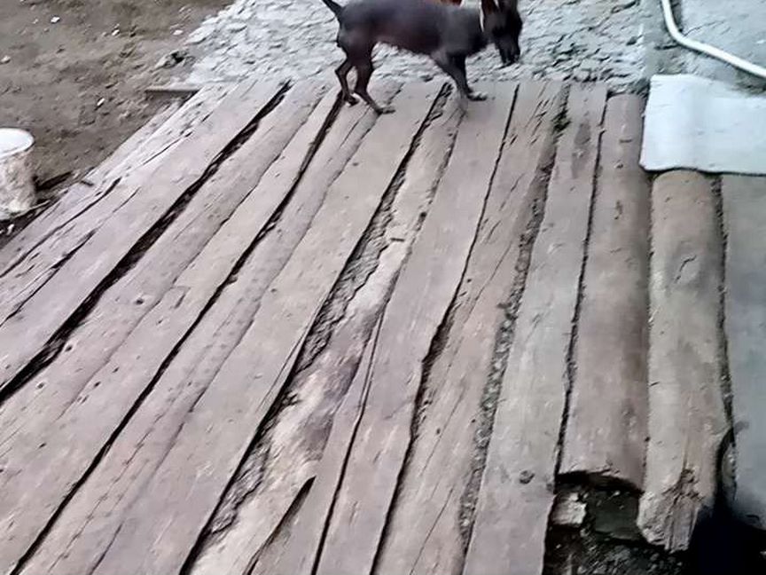 Тоечка и Ксоло