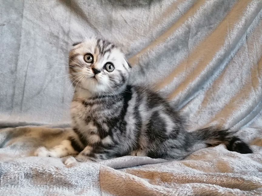 Шотландские котята