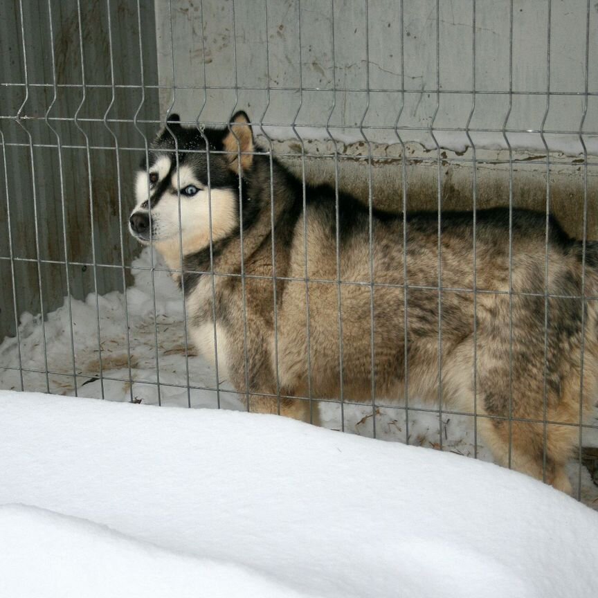 Сибирский хаски в добрые руки