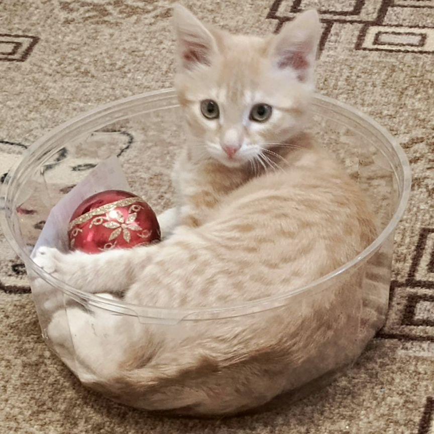 Котята