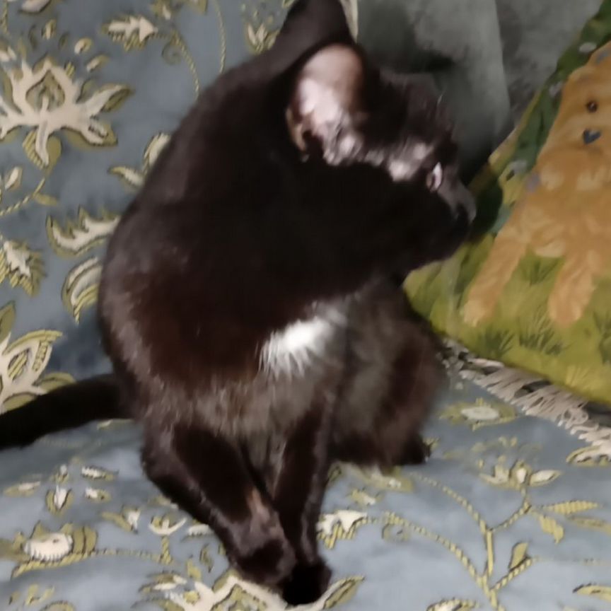 Взрослая, Девочка кошка в добрые руки