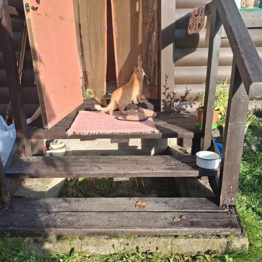 Пристроим котофея. Рыжего