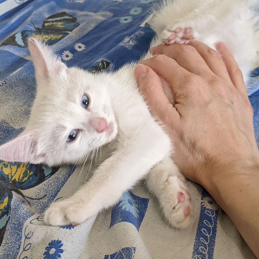 Котёнок в добрые руки