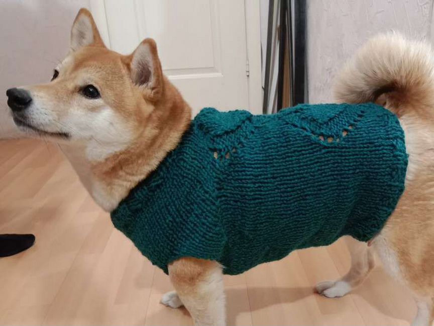 Одежда для собак