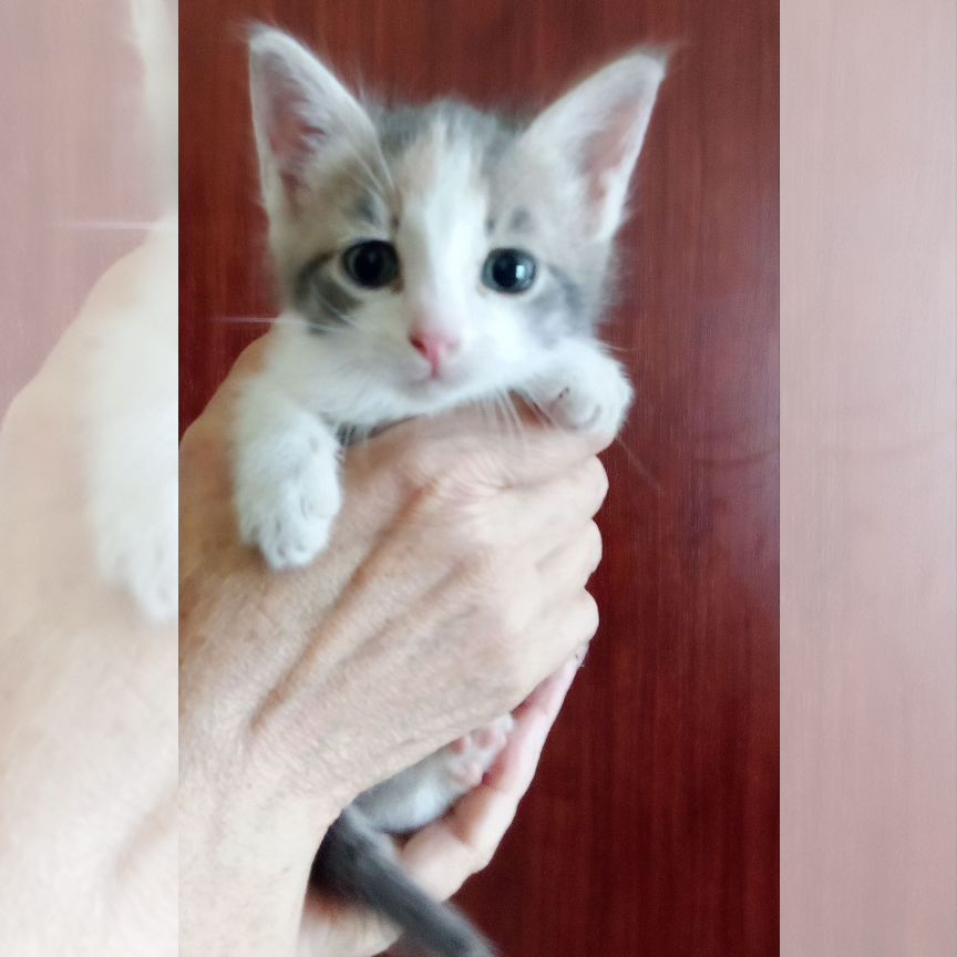 Европейский короткошёрстный котёнок
