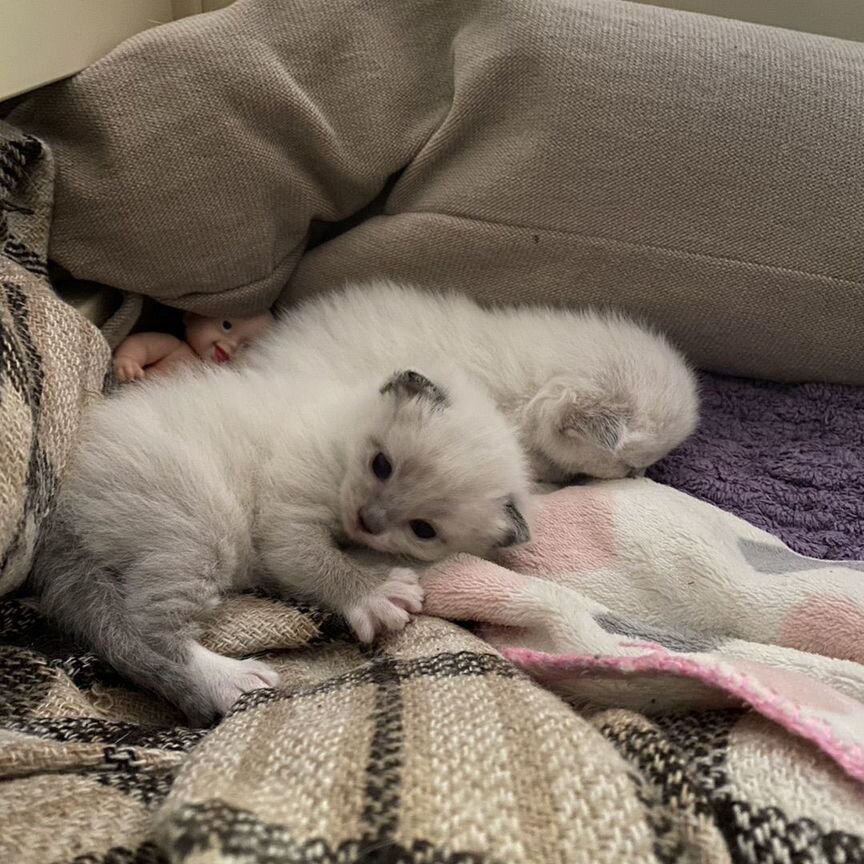 Невские маскарадные котята