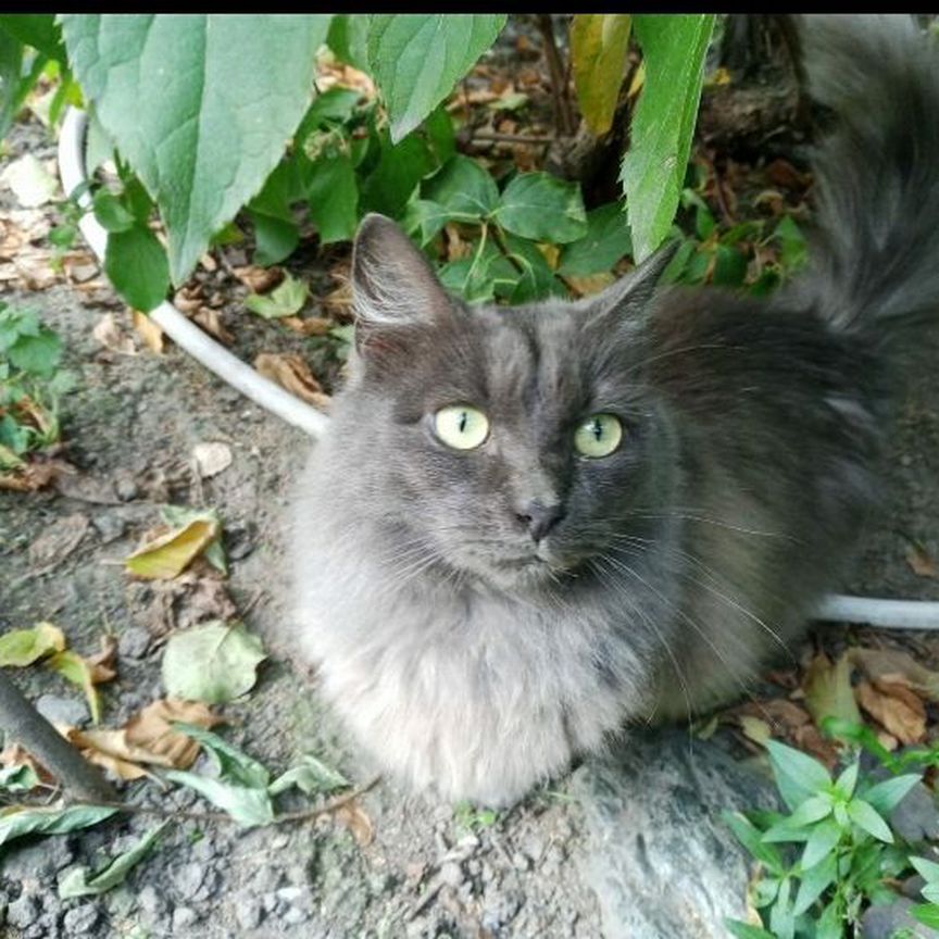 Коты в садах