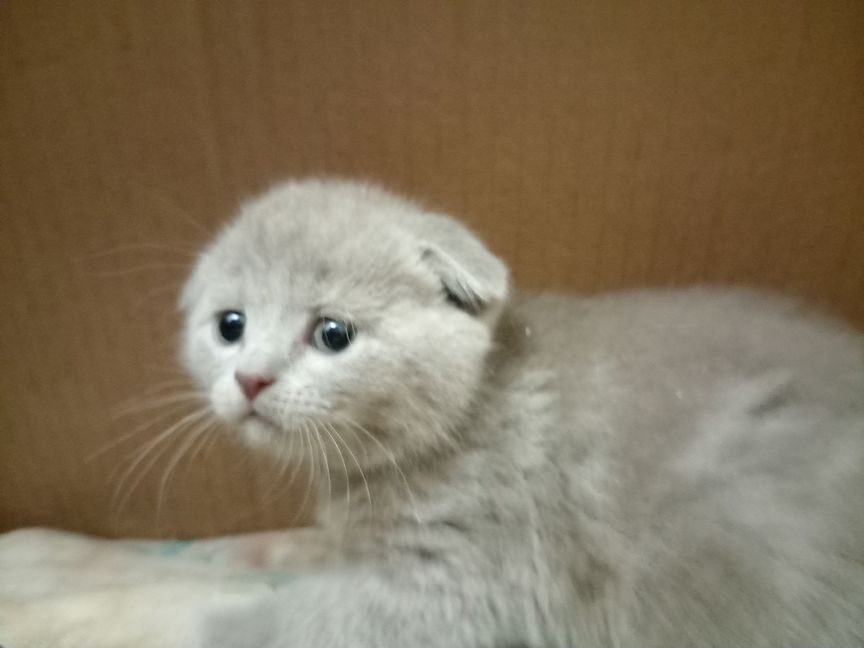 Котята Шотландская скотиш фолд