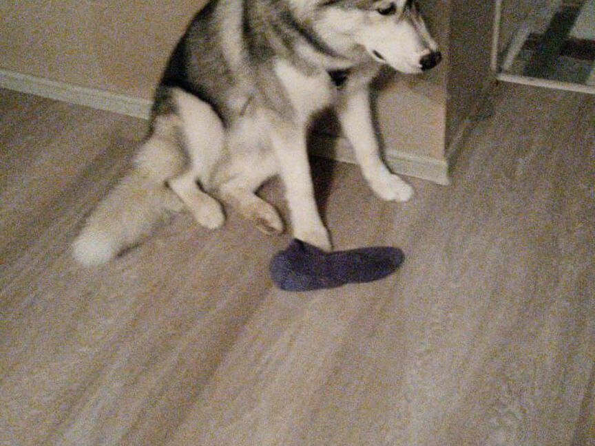 Хаски кобель