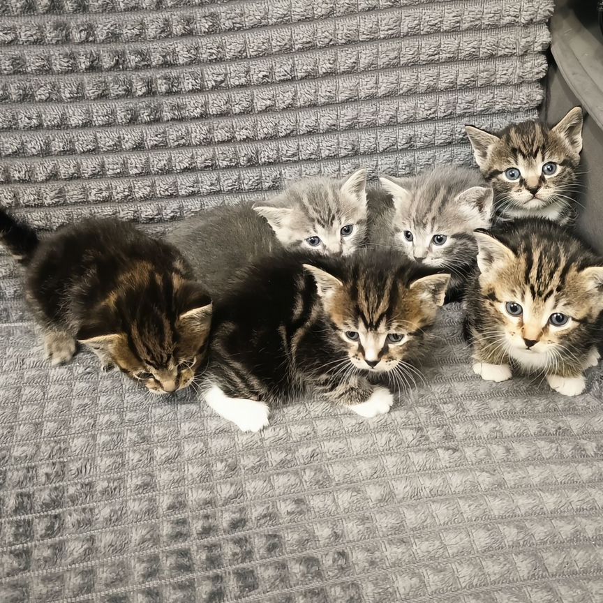 Карельский бобтейл котёнок