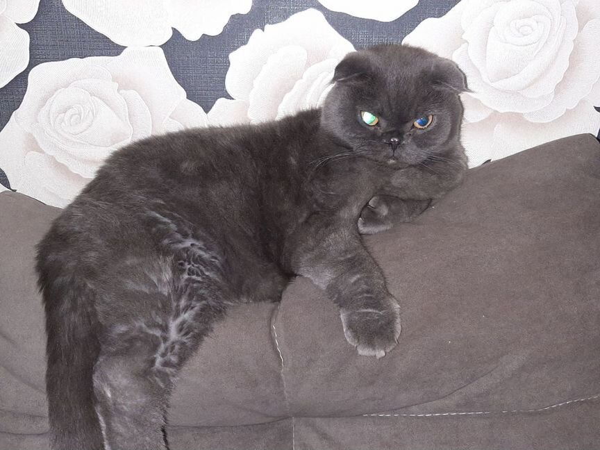 Шотландская вислоухая кошка бесплатно