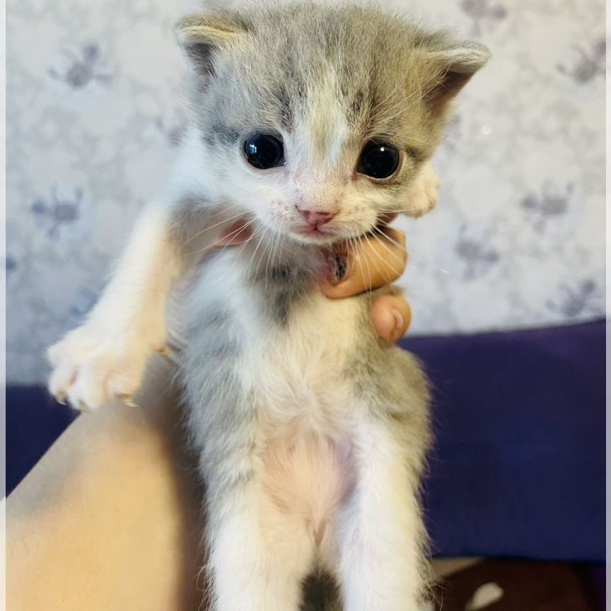 Шотландский прямоухий короткошёрстный котёнок