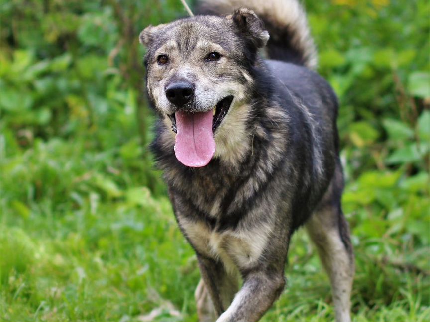 Собака в добрые руки