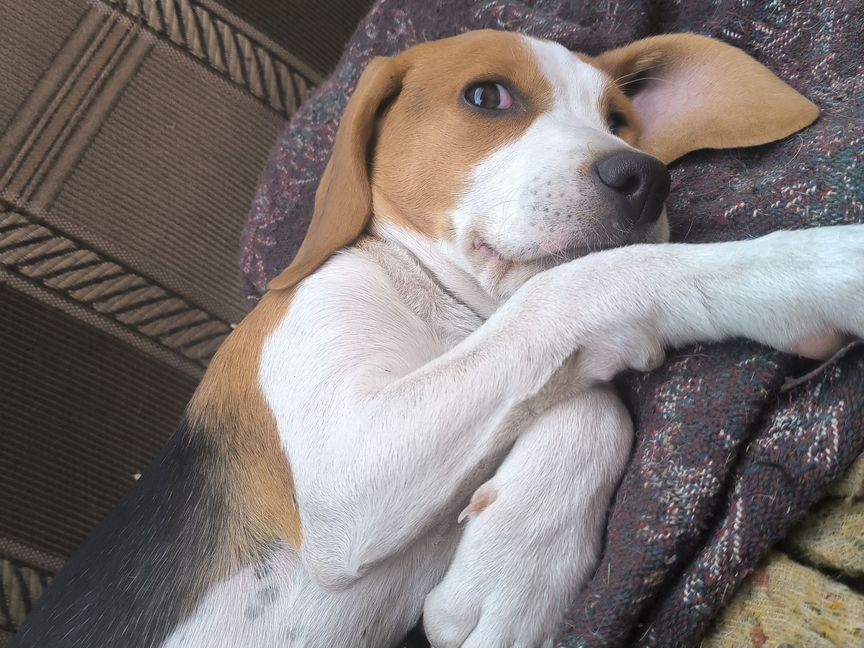 Эстнская гончая девочка одна осталась