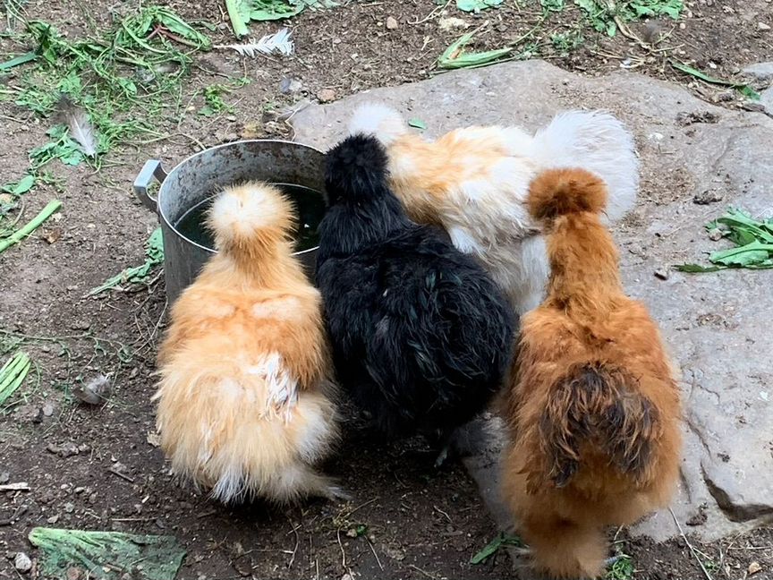 Семья кудрявых